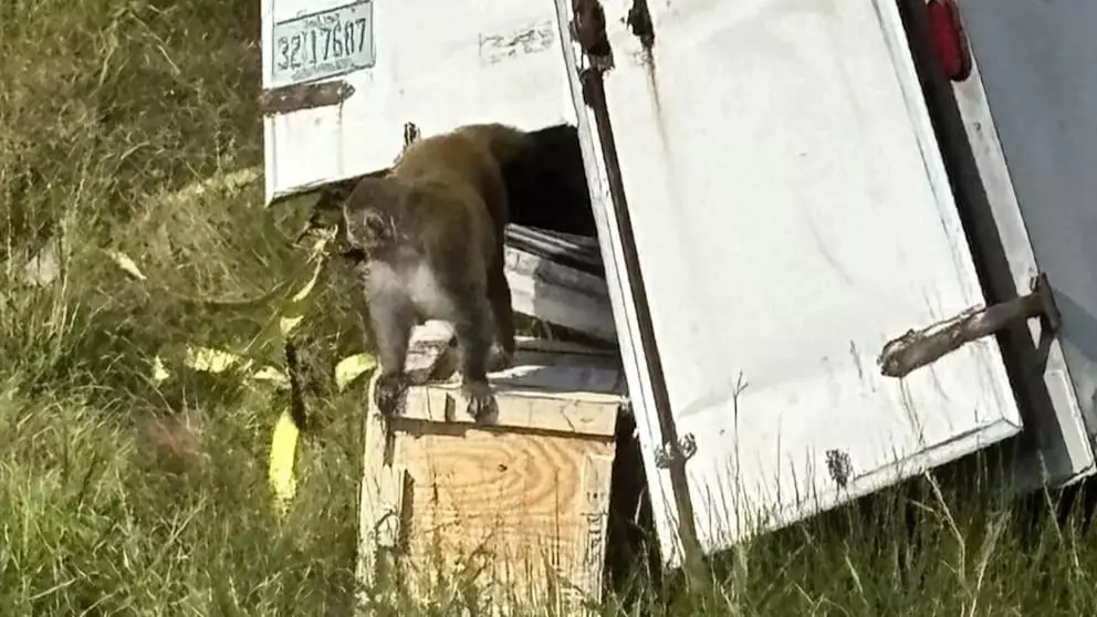 Zivert «Астана» футбол клубынан сыйлық алды: бүгін, 09:48 | Smi24.kz